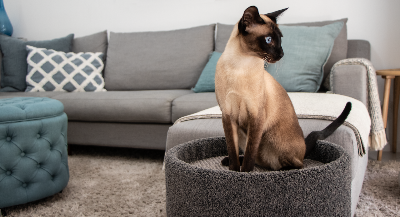 Cat & Kitten Scratching Posts – Bosscat