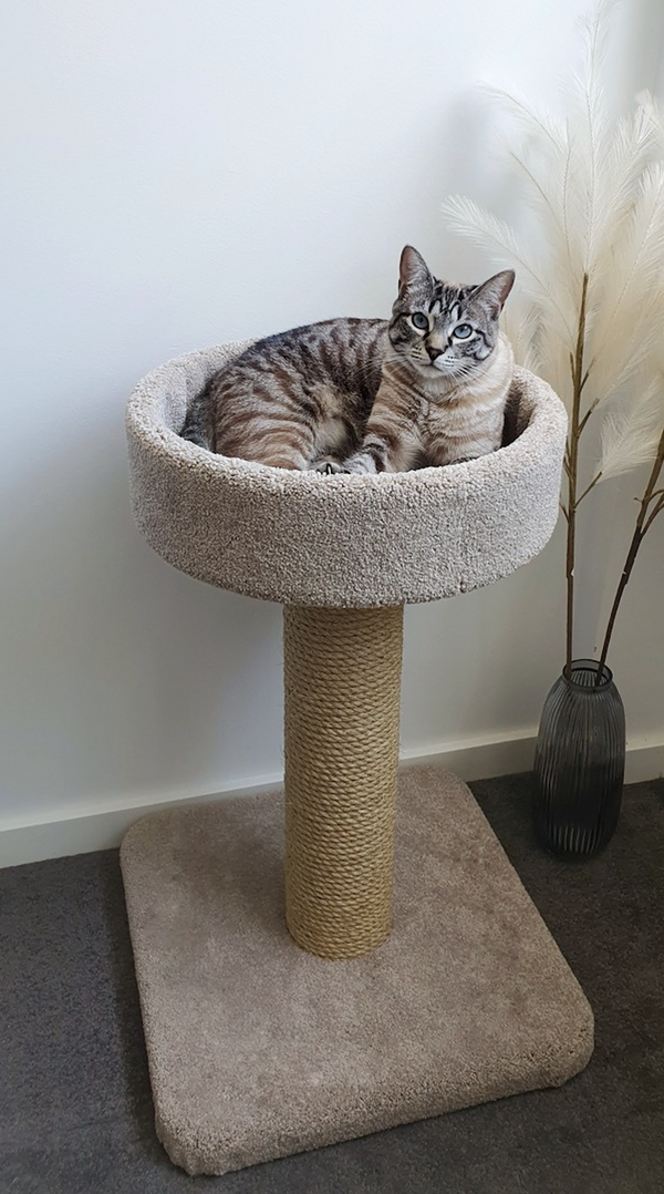 Premium Cat Scratching Post & Bed - Duke – Bosscat